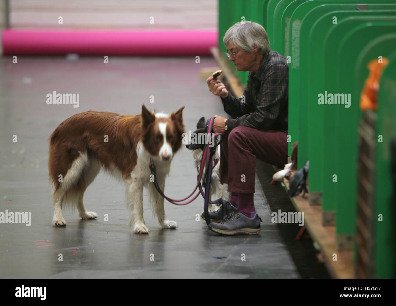 Discover dogs show hi-res stock photography and images - Alamy