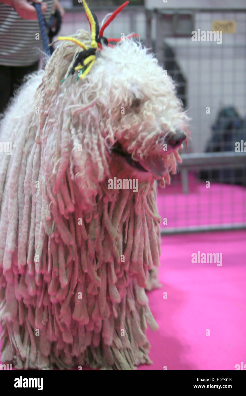 Discover dogs show hi-res stock photography and images - Alamy