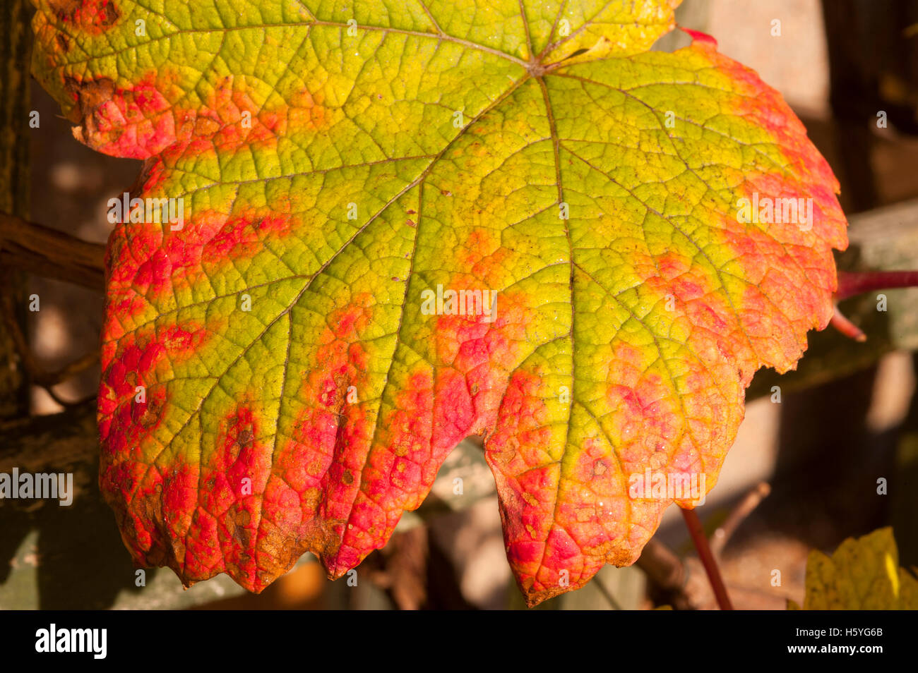 Wimbledon, London, UK. 22nd October, 2016. Leaves in a London garden ...