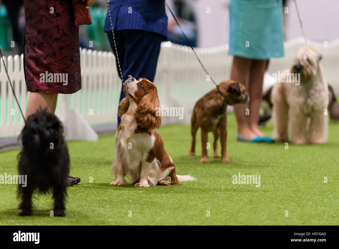 London excel dog show hi-res stock photography and images - Alamy