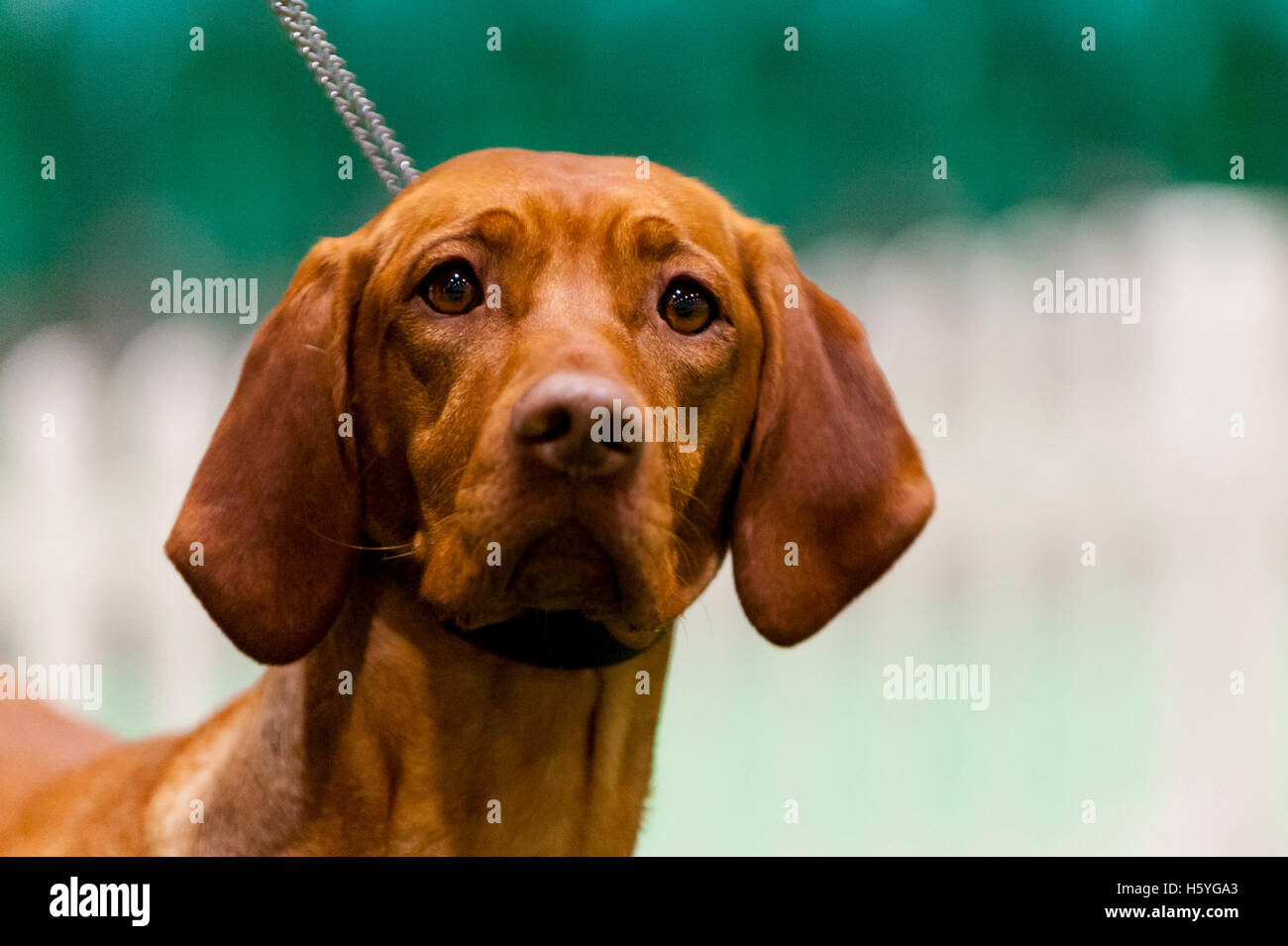 Discover dogs show hi-res stock photography and images - Alamy