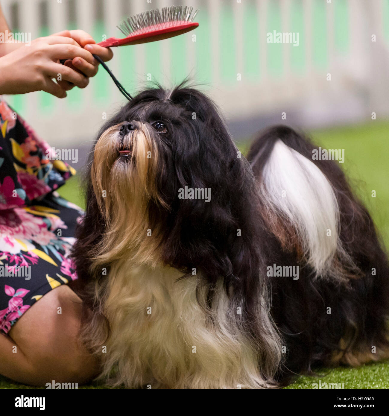 London excel dog show hi-res stock photography and images - Alamy