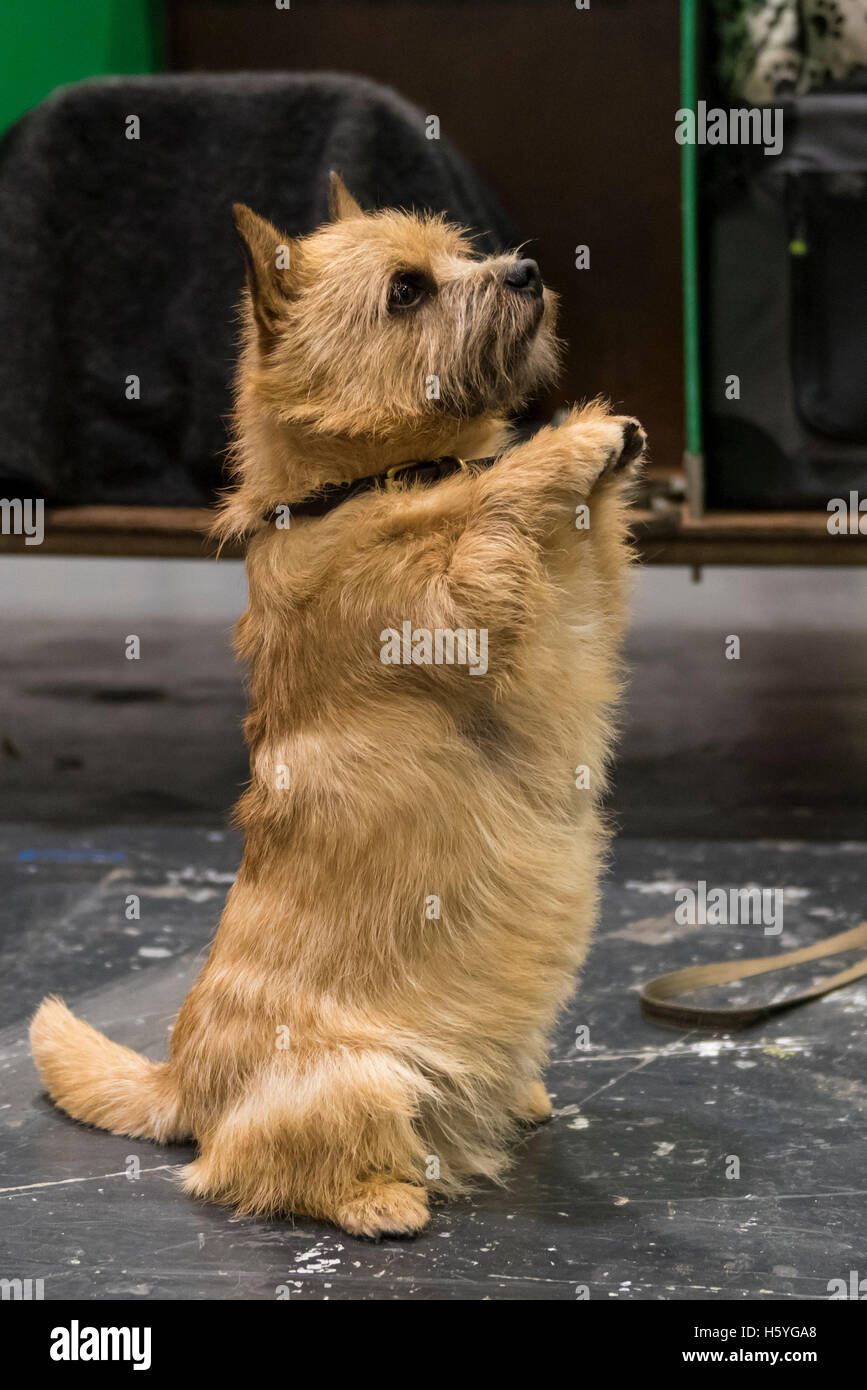London, UK. 22 October 2016. Cyril, a Norwich terrier, stands for its ...