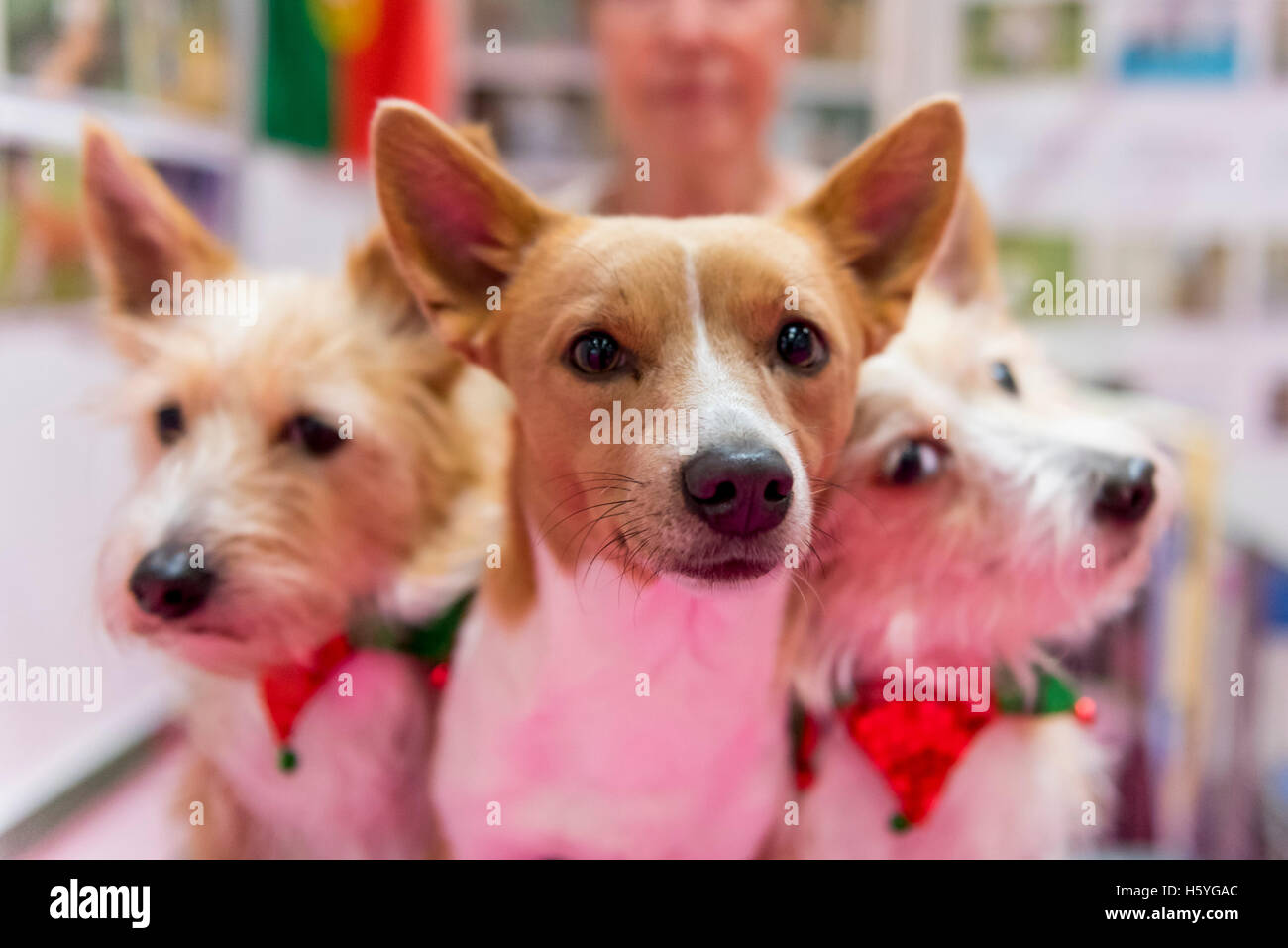 Portuguese podengos hi-res stock photography and images - Alamy