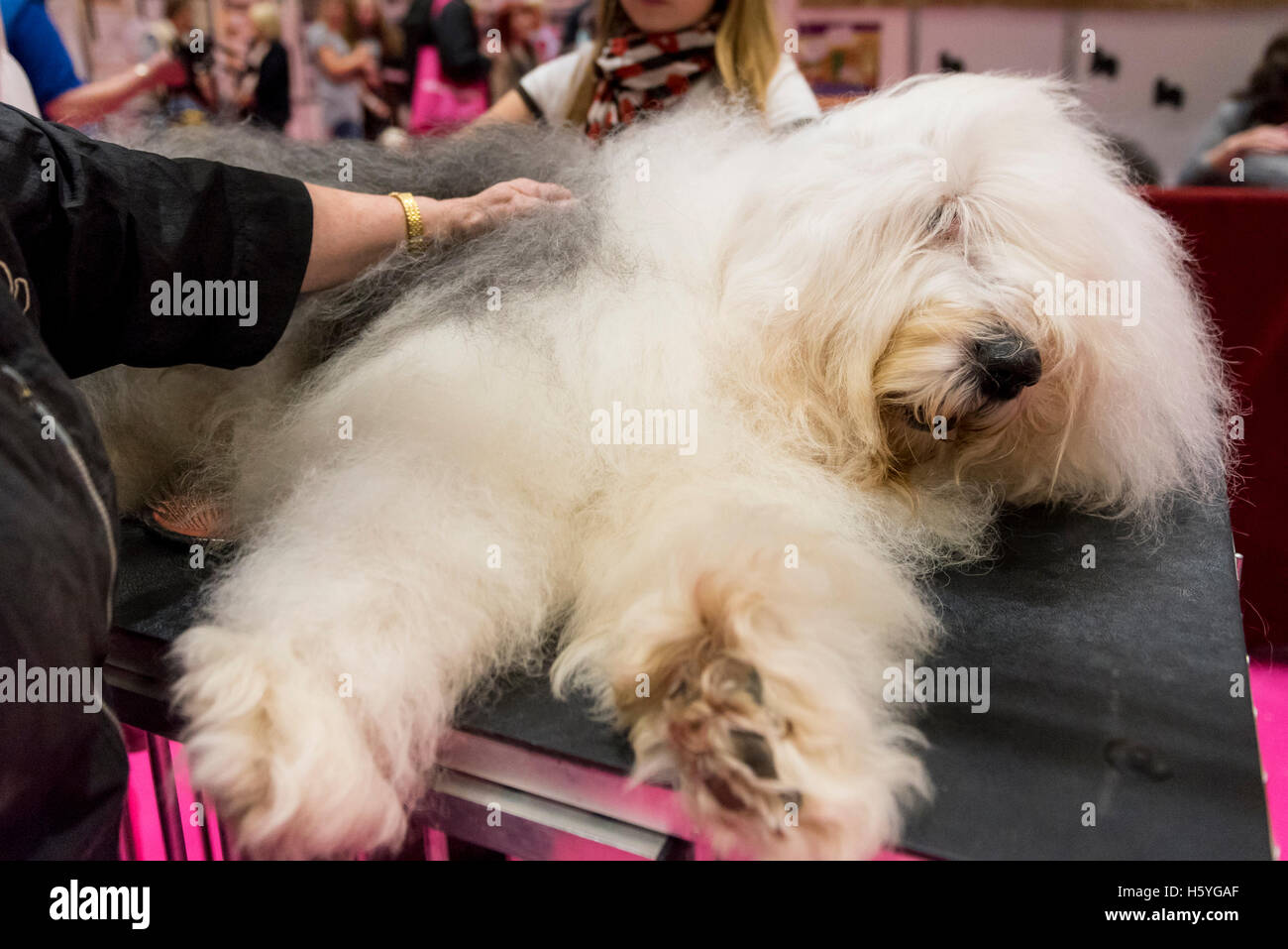 London, UK. 22 October 2016. An Old English Sheepdog receives attention ...