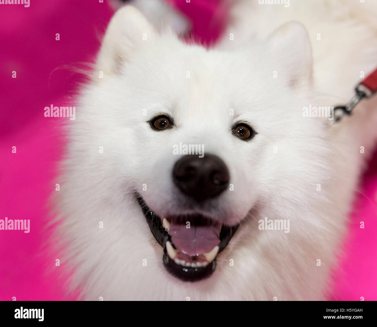 London, UK. 22 October 2016. A Samoyed poses. Thousands of dog lovers ...