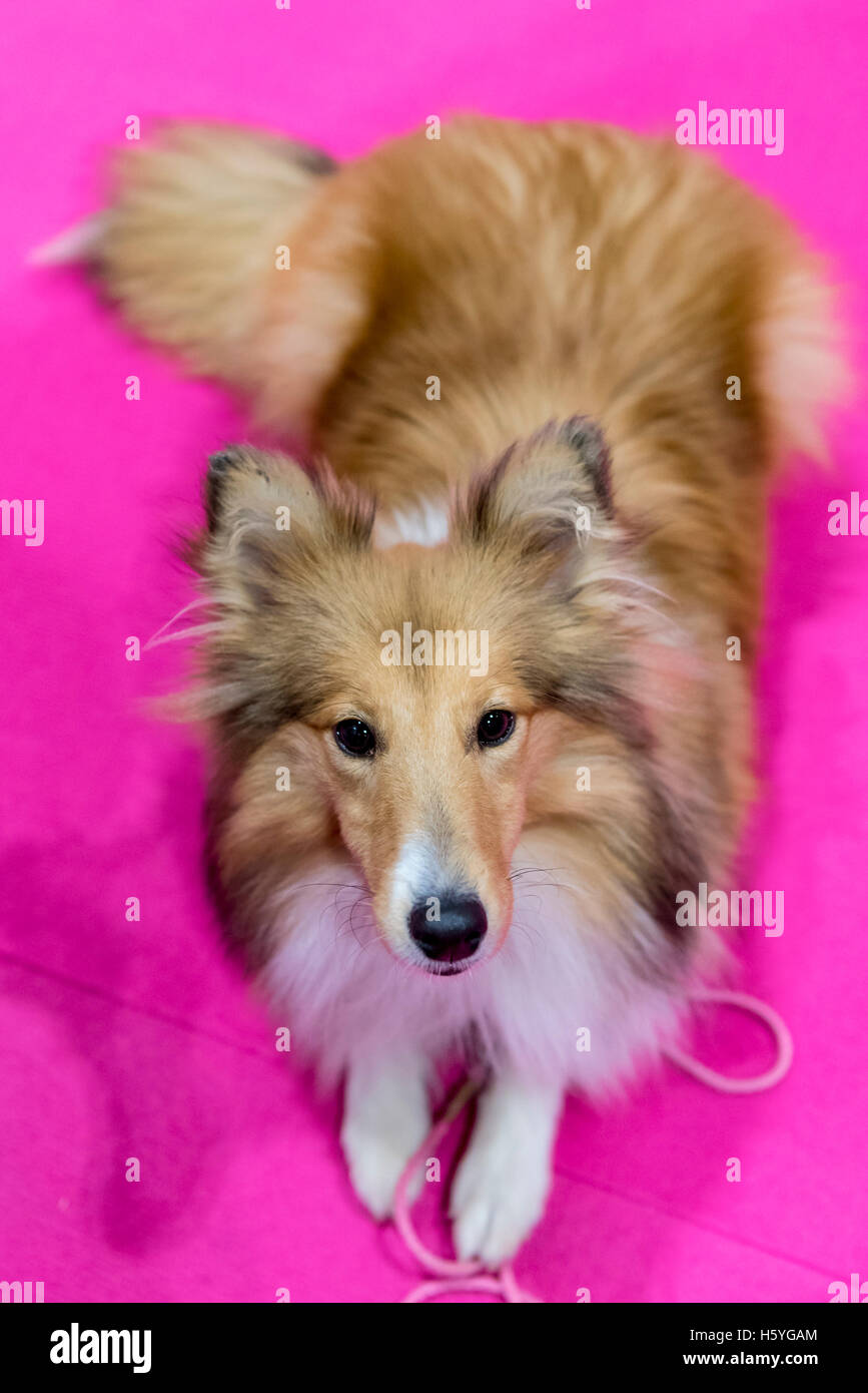 London, UK. 22 October 2016. A Shetland Sheepdog poses. Thousands of ...