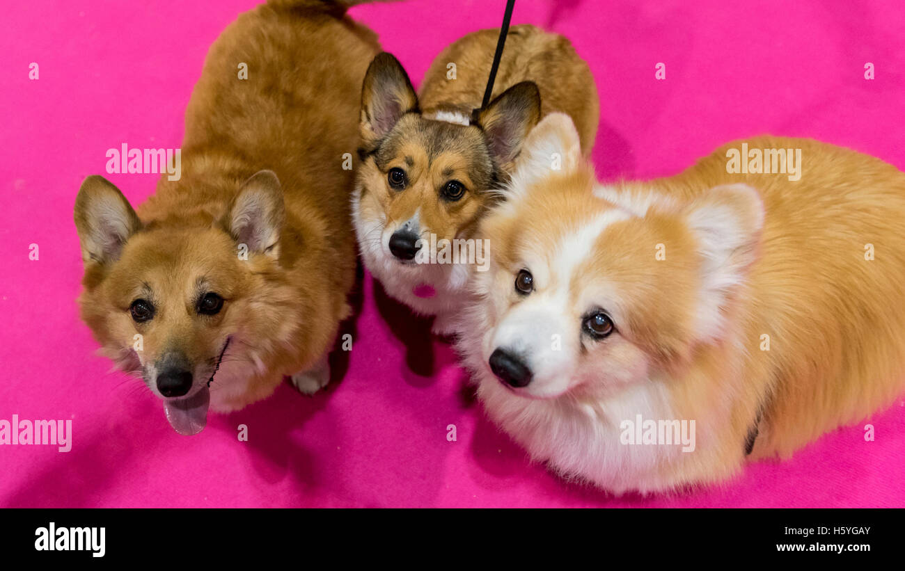 London, UK. 22 October 2016. A trio of Welsh Pembroke Corgis poses ...