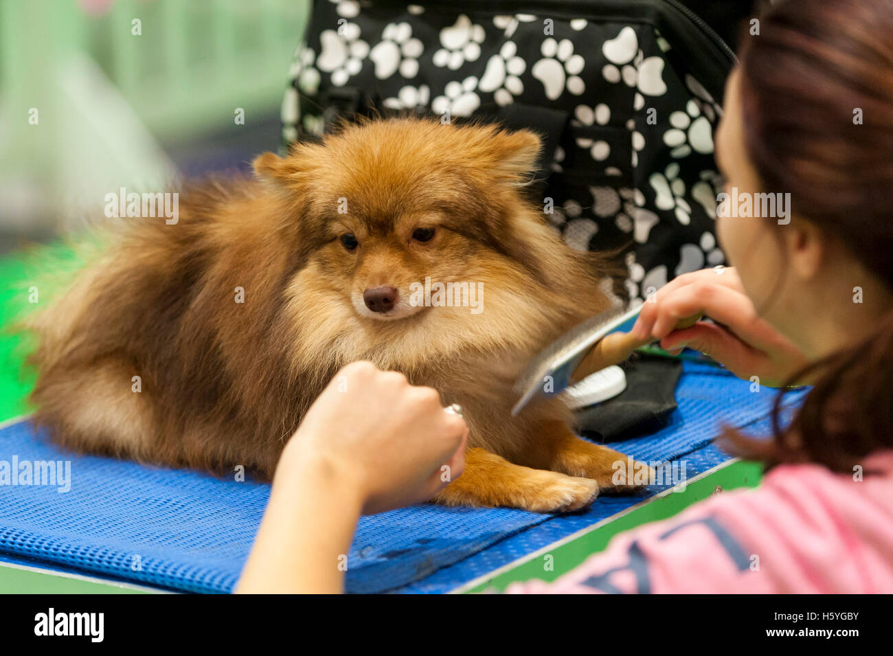London excel dog show hi-res stock photography and images - Alamy