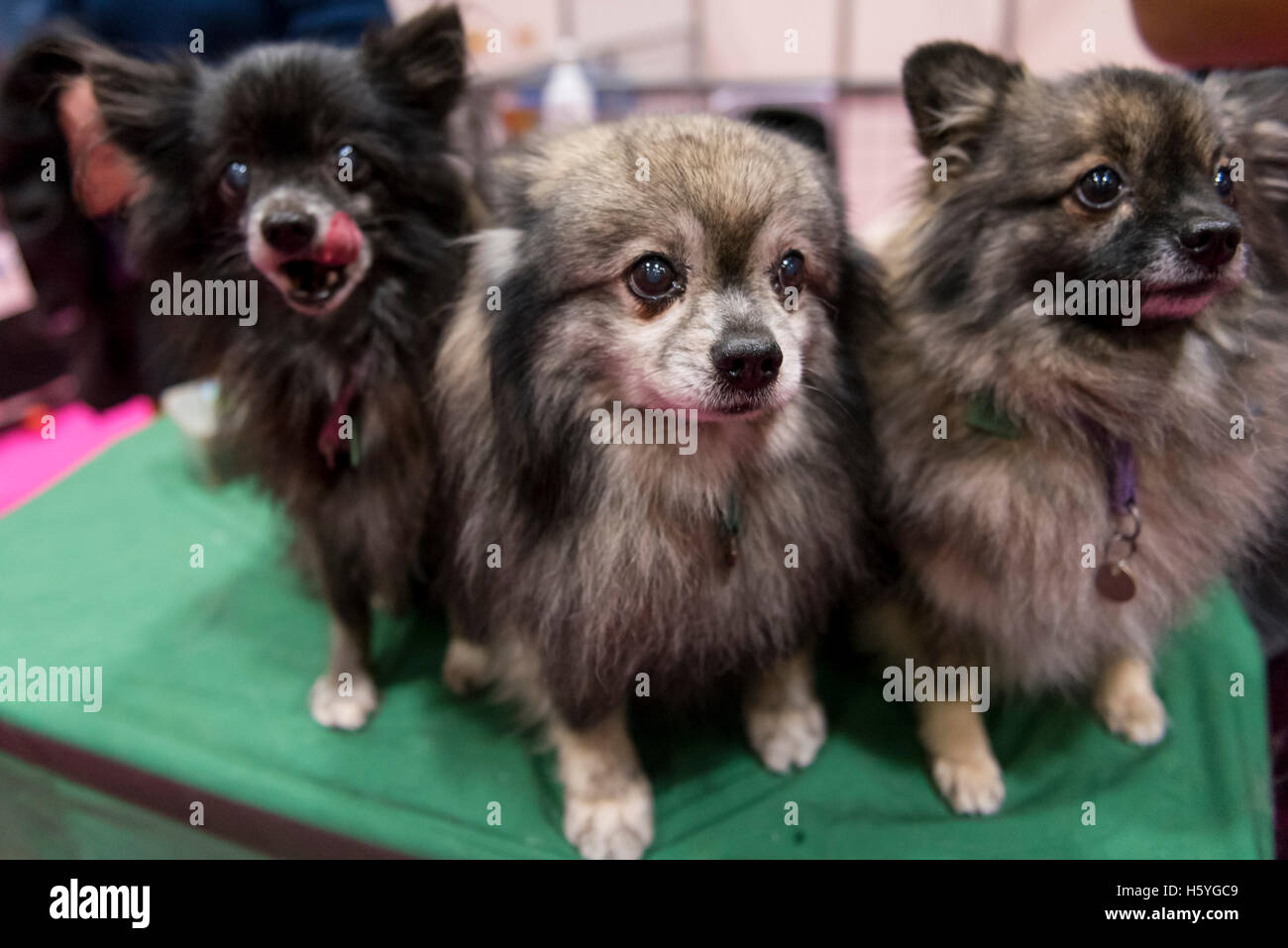 London, UK. 22 October 2016. A trio of German Spitz (Klein) pose ...