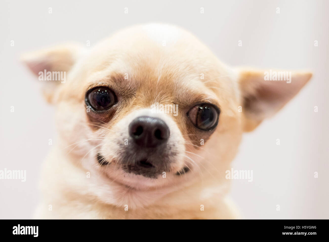 Chihuahua lovers hi-res stock photography and images - Alamy