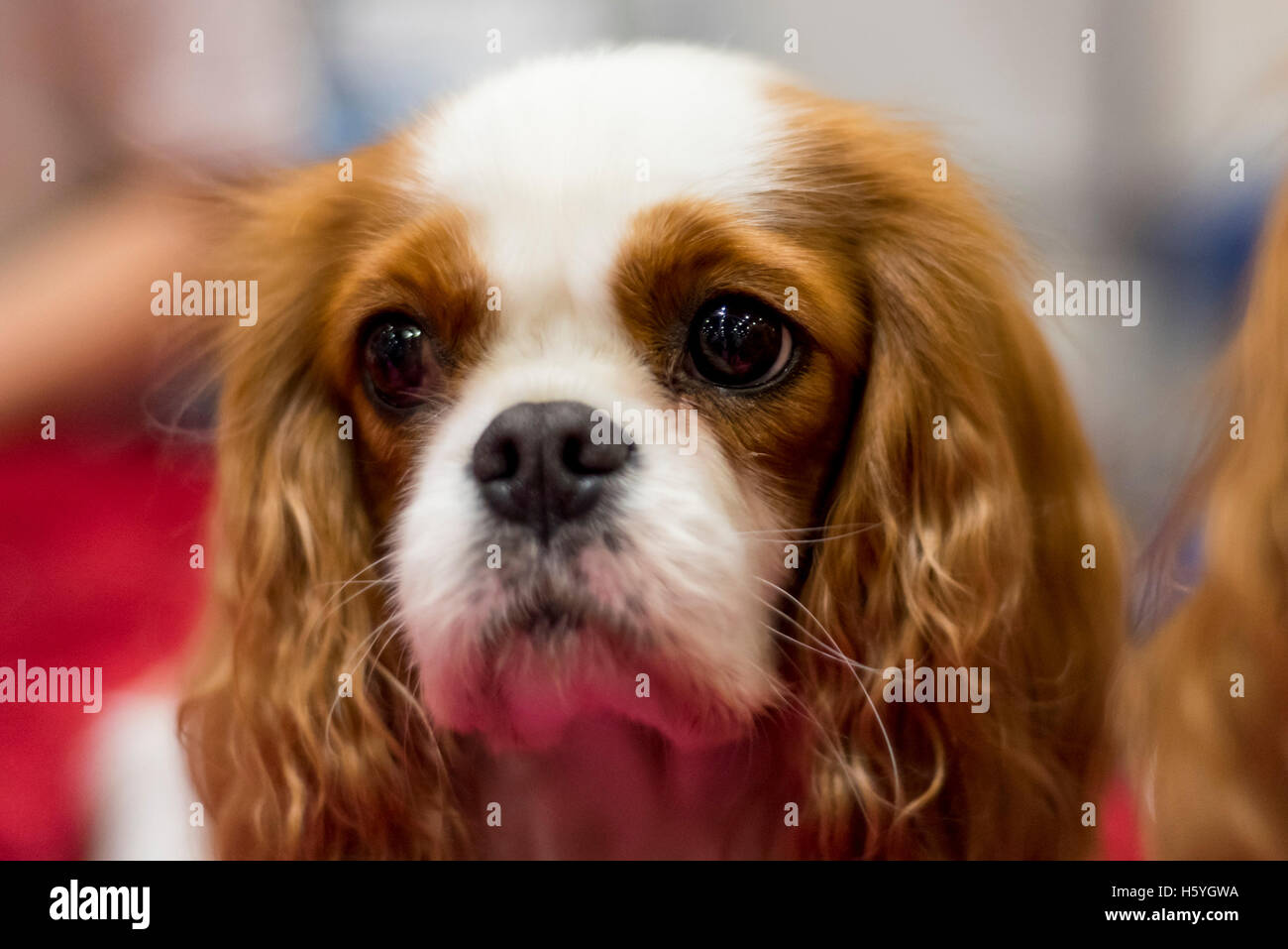 London, UK. 22 October 2016. A Cavalier King Charles Spaniel poses ...