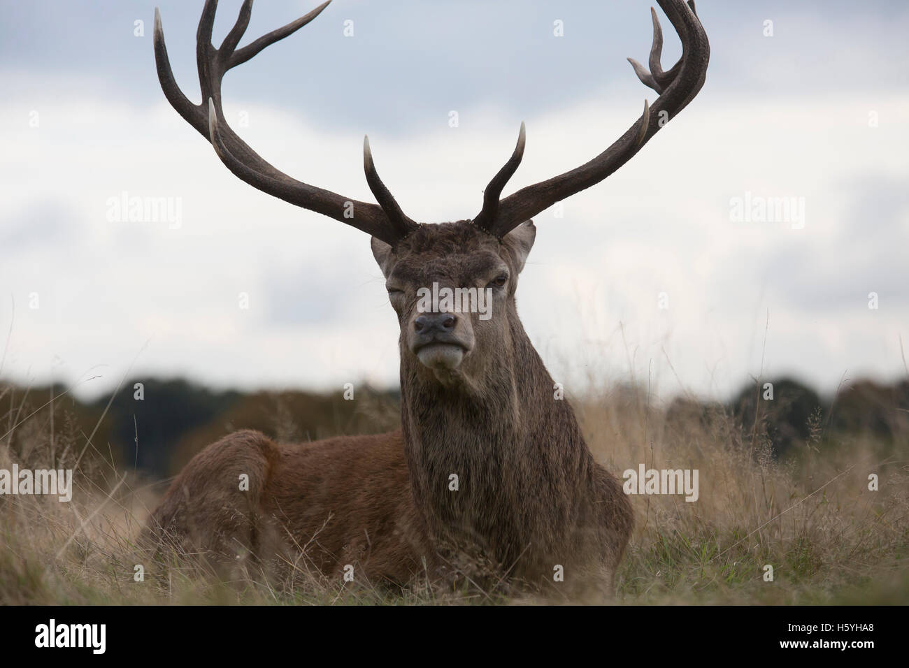 Richmond, UK. 22nd Oct, 2016. Red Deer during Rutting Season in ...