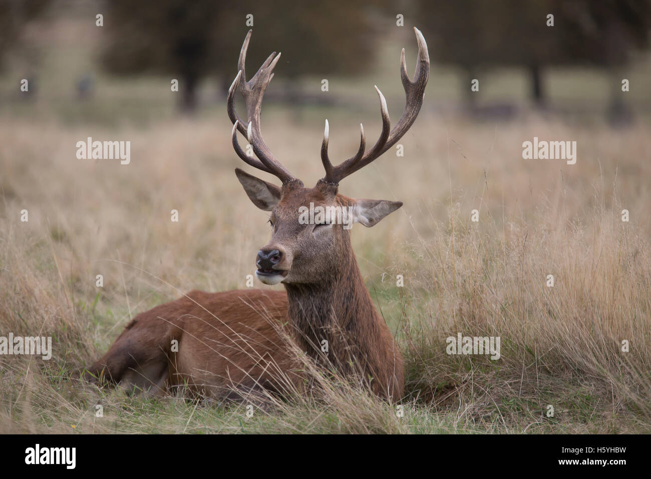 Richmond, UK. 22nd Oct, 2016. Red Deer during Rutting Season in ...