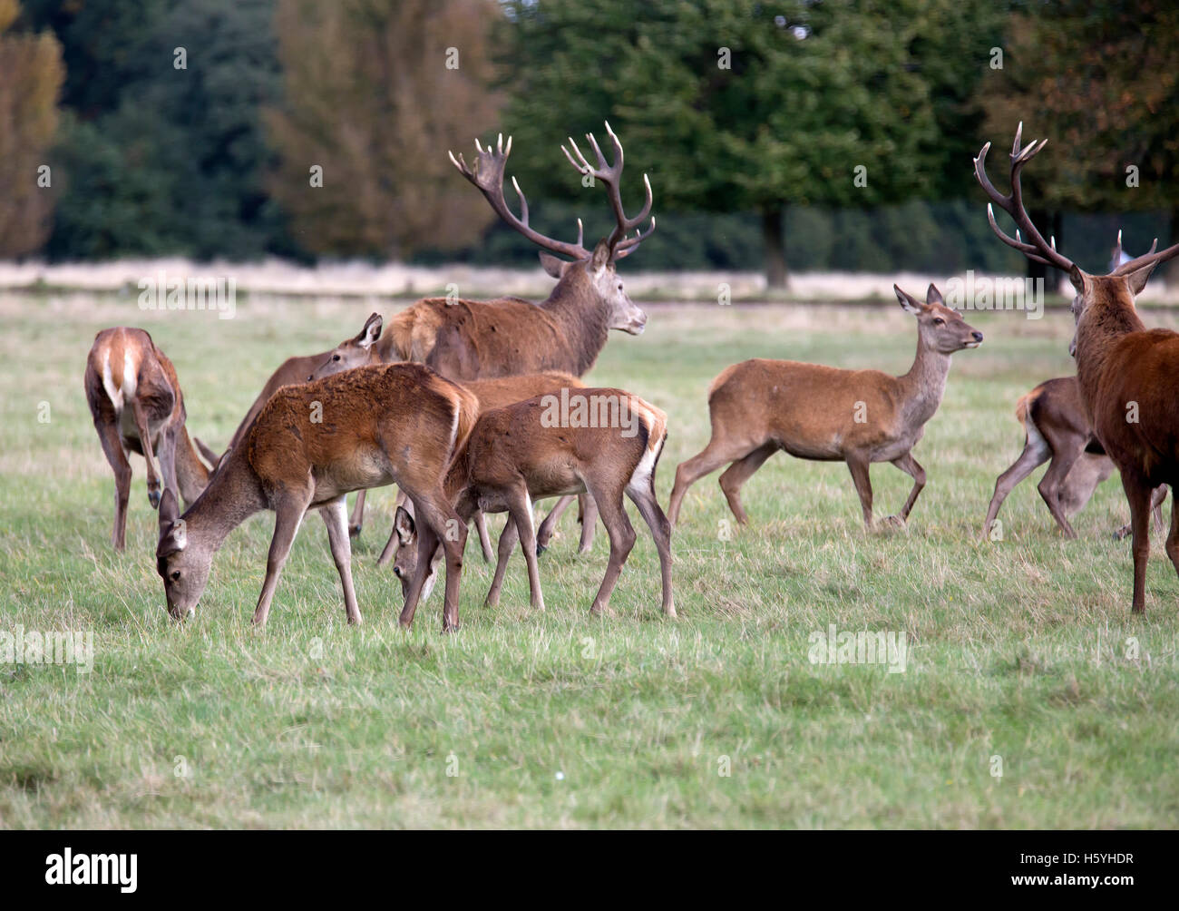 Richmond, UK. 22nd Oct, 2016. Red Deer during Rutting Season in ...