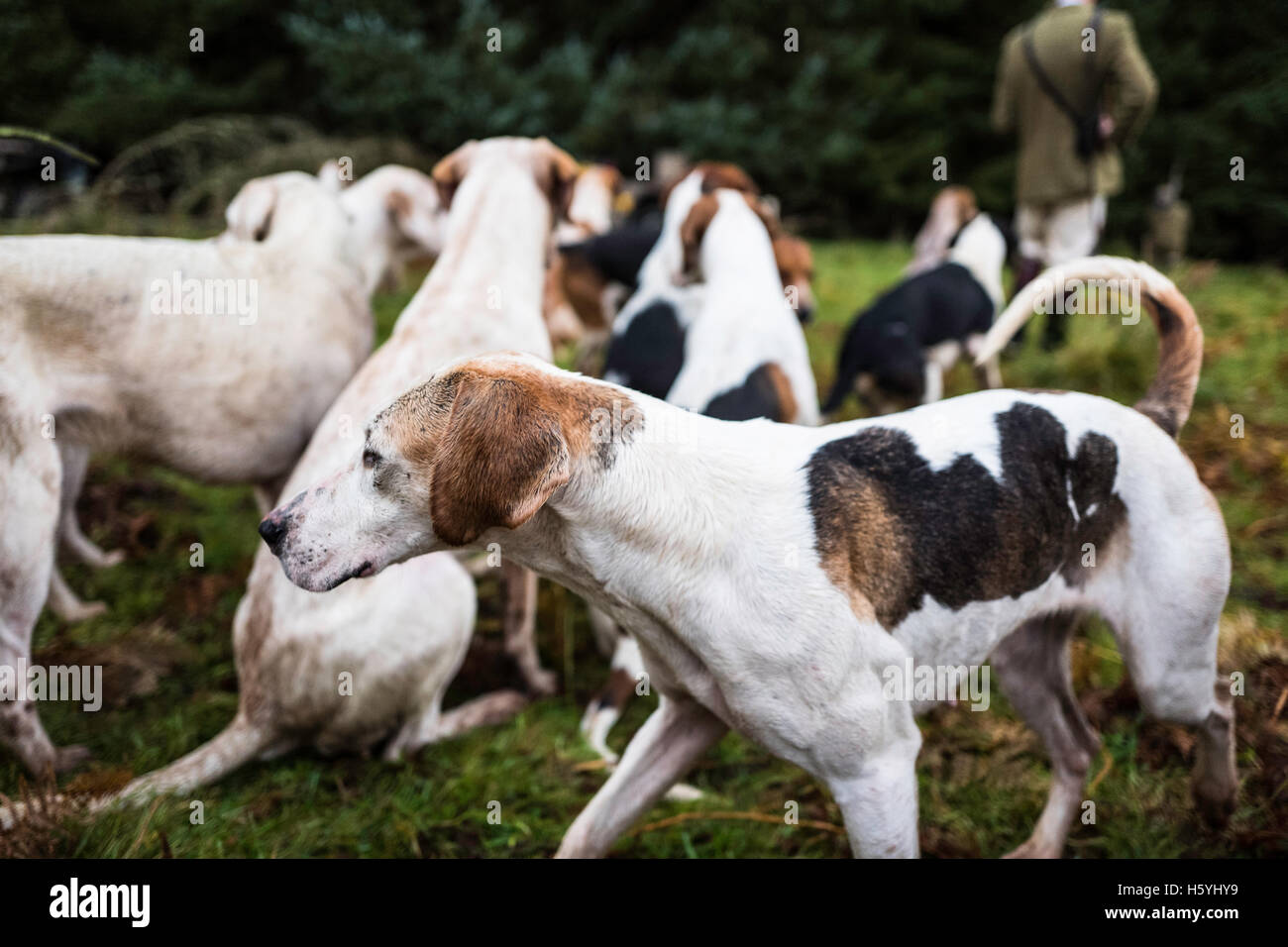 Dog Fox Hunt High Resolution Stock Photography and Images - Alamy