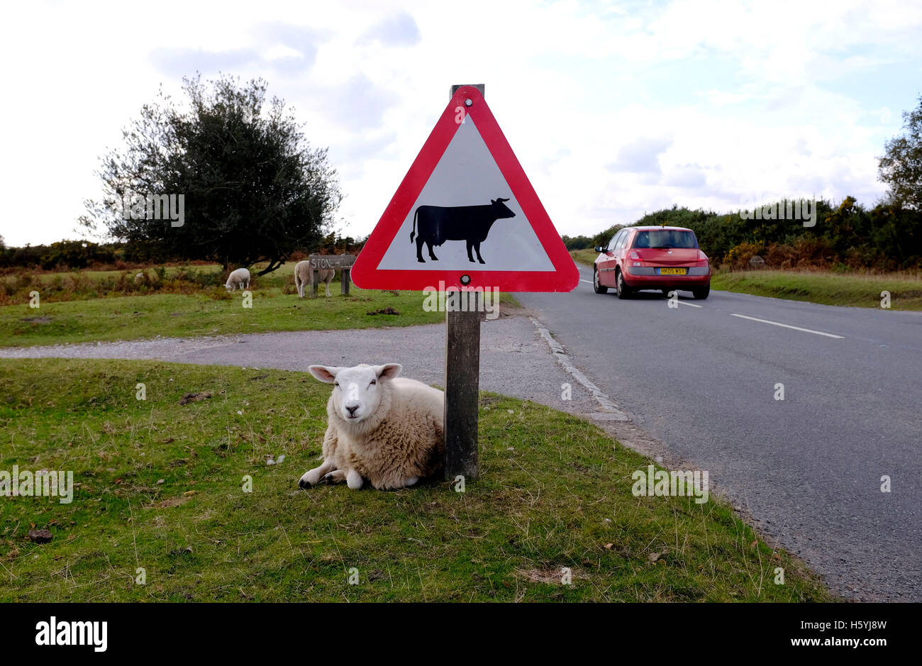 Ashdown Forest Sussex, UK. 22nd Oct, 2016. A sheep rests by a cattle ...
