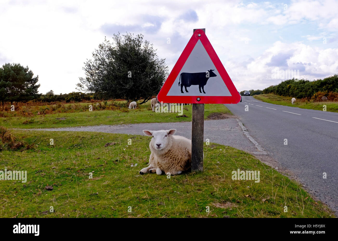 Sheep crossing sign hi-res stock photography and images - Alamy