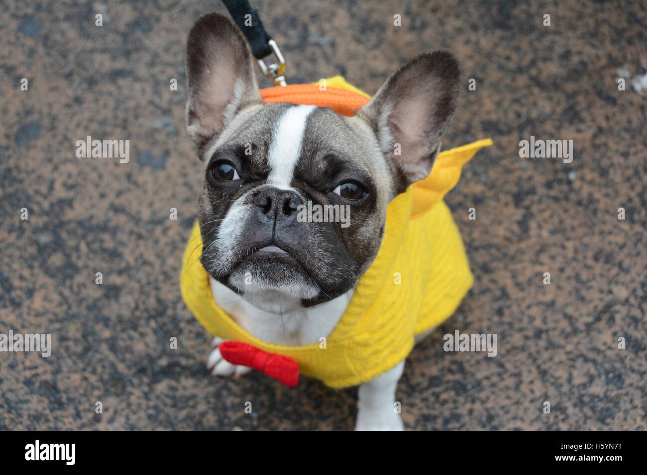 New York, USA. 22nd October, 2016. 26th Annual Tompkins Square ...