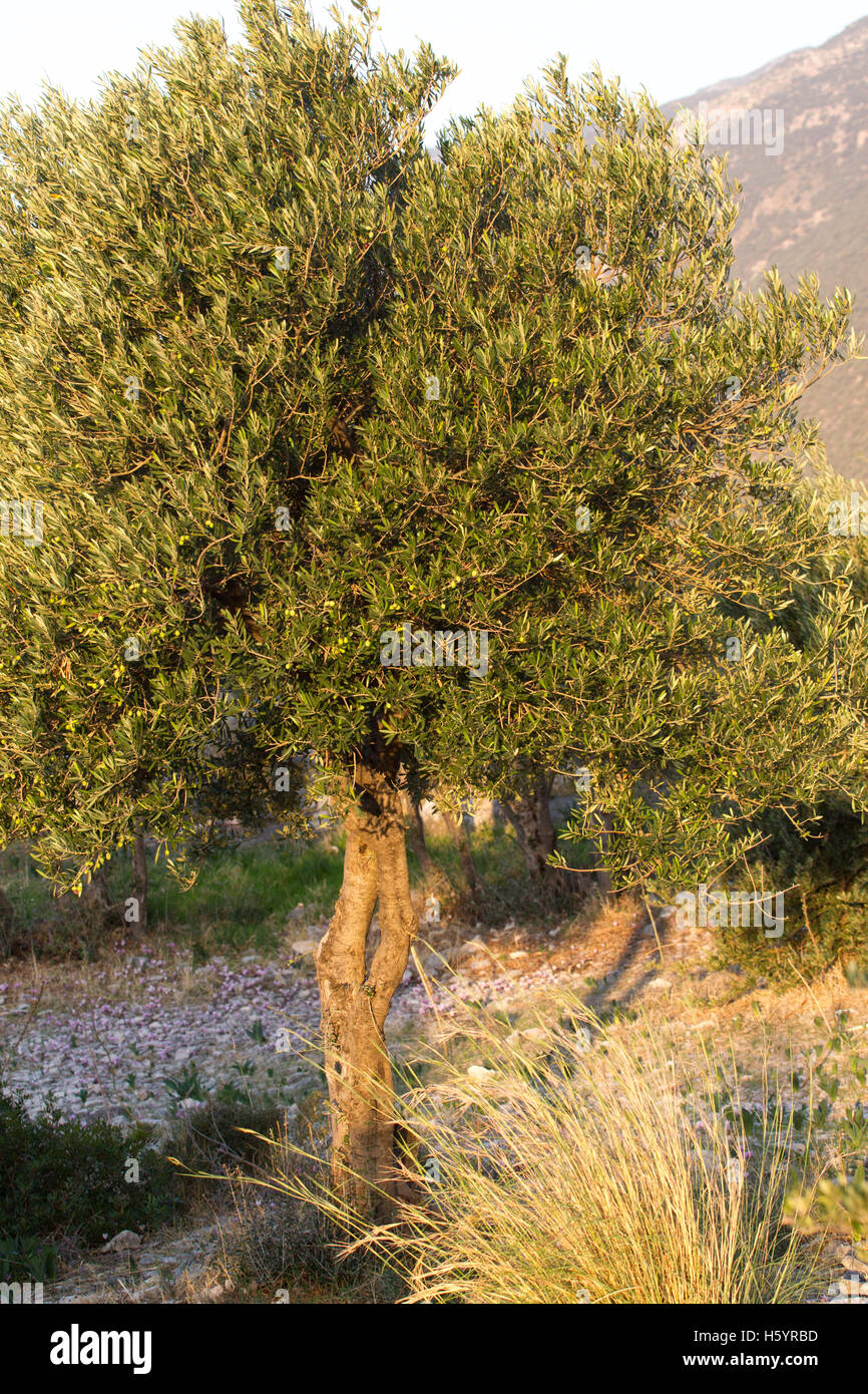 Olive tree in sunshine rays. branch with green and blue fruits Stock ...
