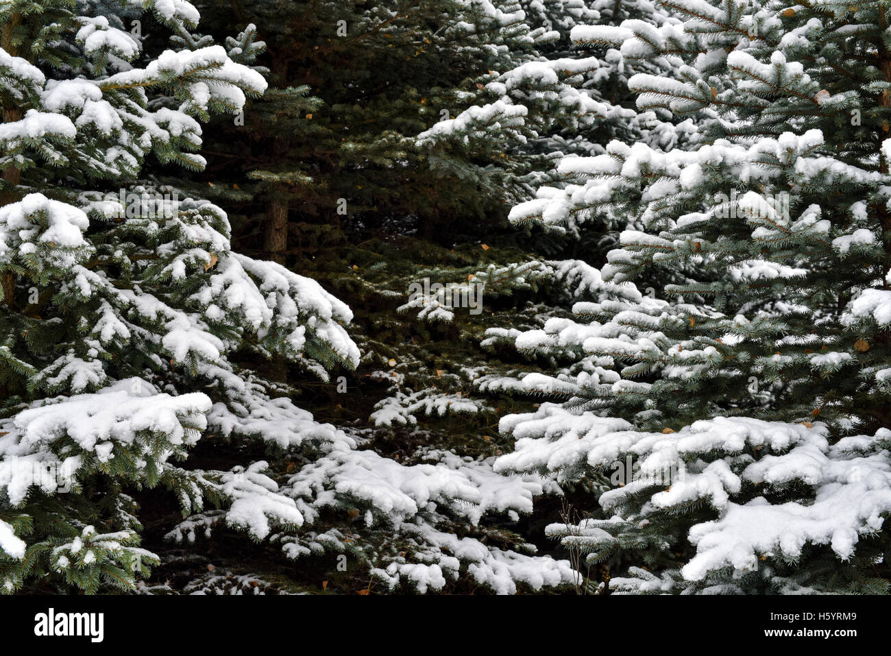 White fluffy snow on fur-trees on a cloudy day Stock Photo - Alamy