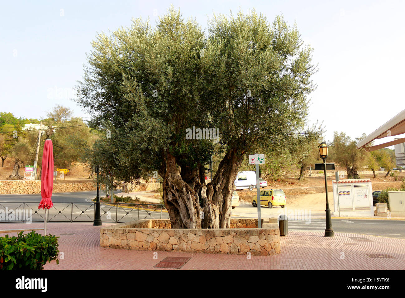 Alter olivenbaum ibiza spanien hi-res stock photography and images - Alamy