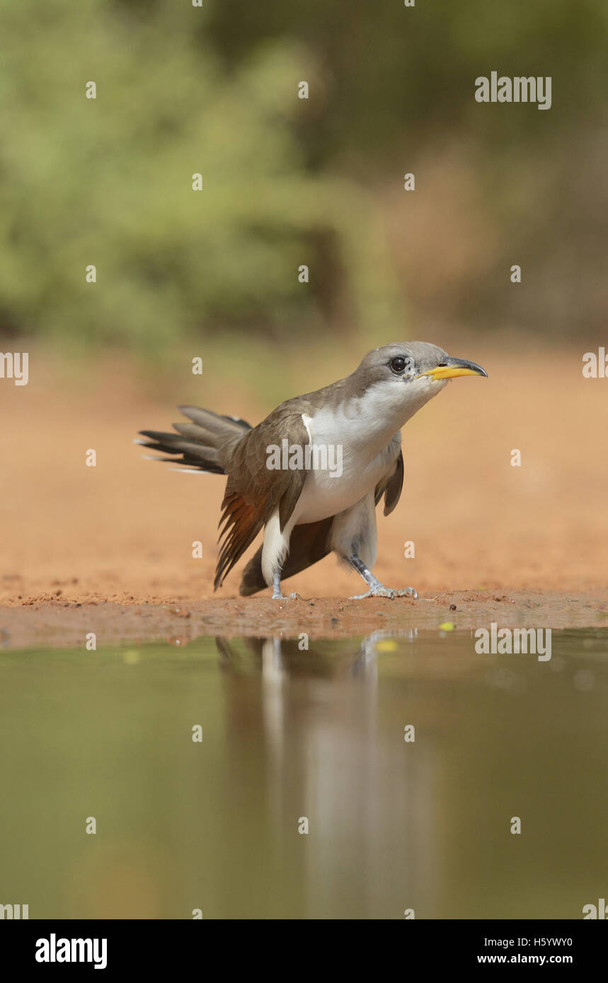 Yellow-billed Cuckoo (Coccyzus americanus), adult at pond drinking, Rio ...