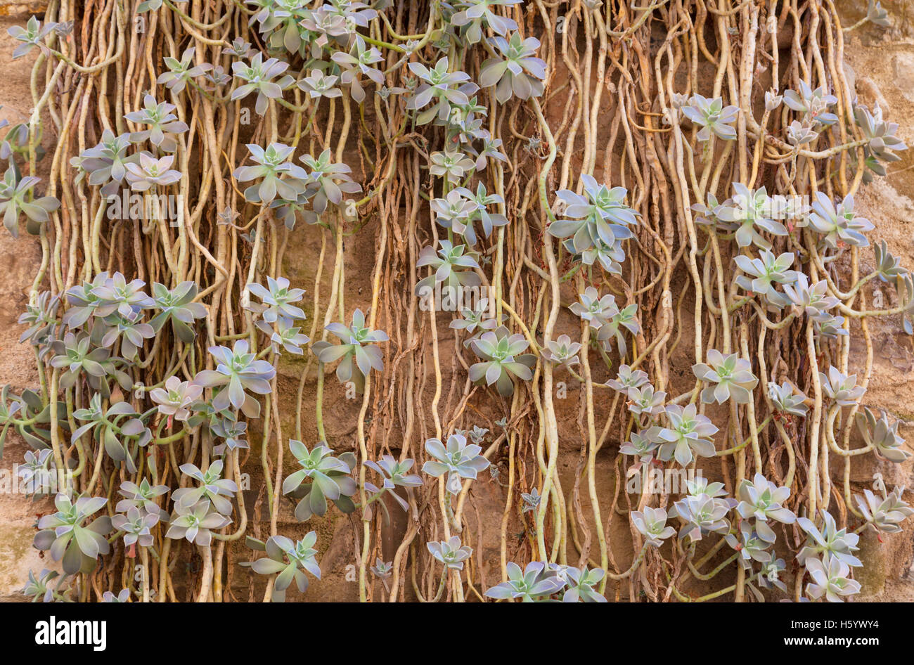 Succulent with roots hi-res stock photography and images - Alamy