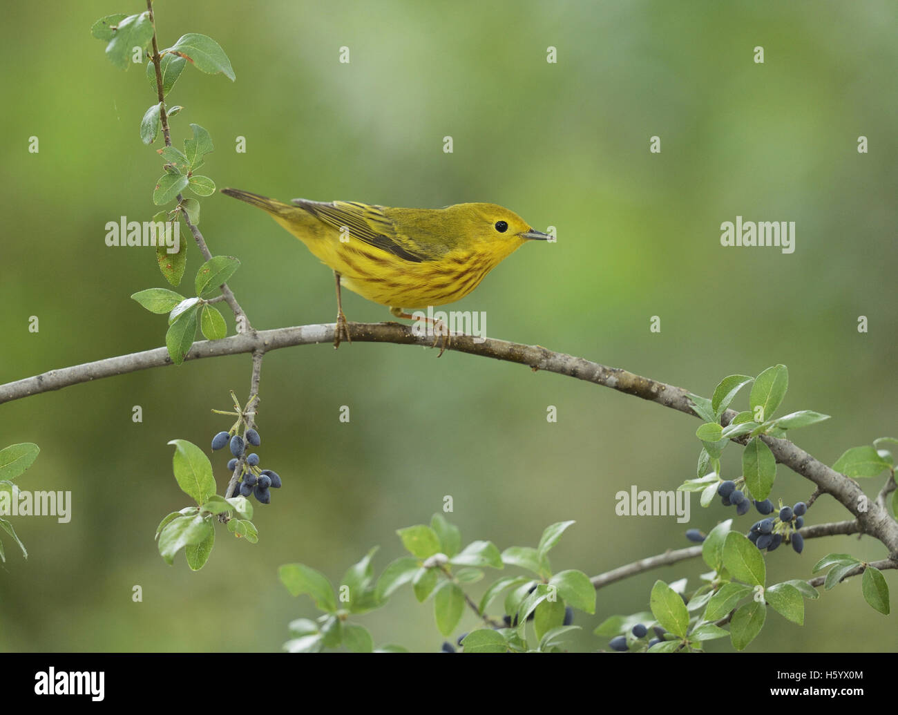 Forestiera pubescens hi-res stock photography and images - Alamy