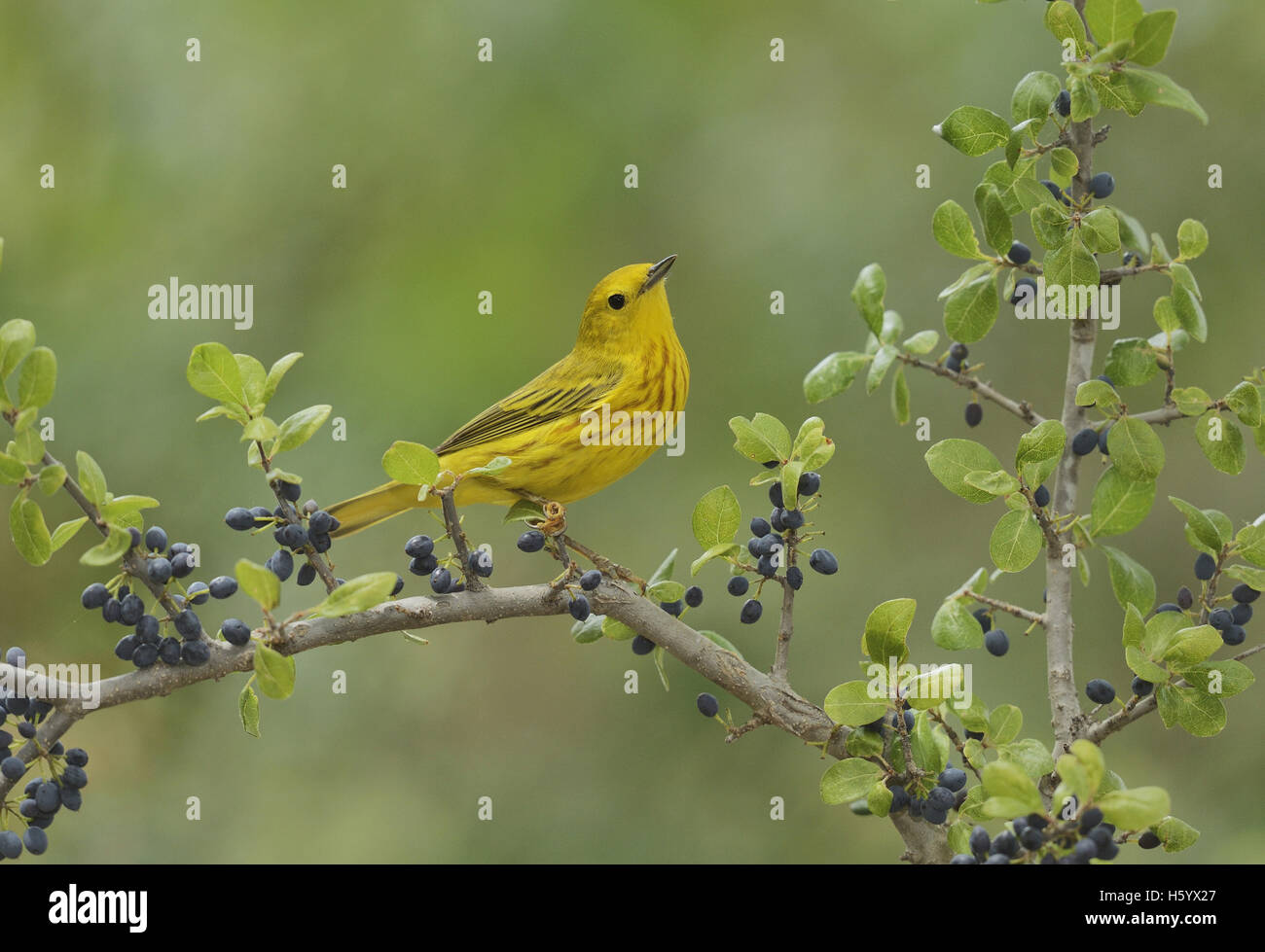 Yellow Warbler (Dendroica petechia), adult male perched on Elbow bush ...
