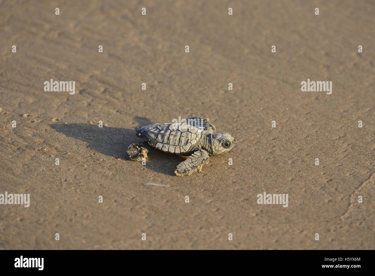 Kemps ridley sea turtle hi-res stock photography and images - Alamy