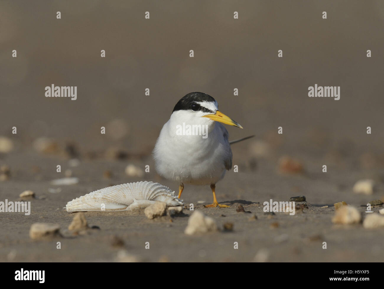 Female least tern hi-res stock photography and images - Alamy