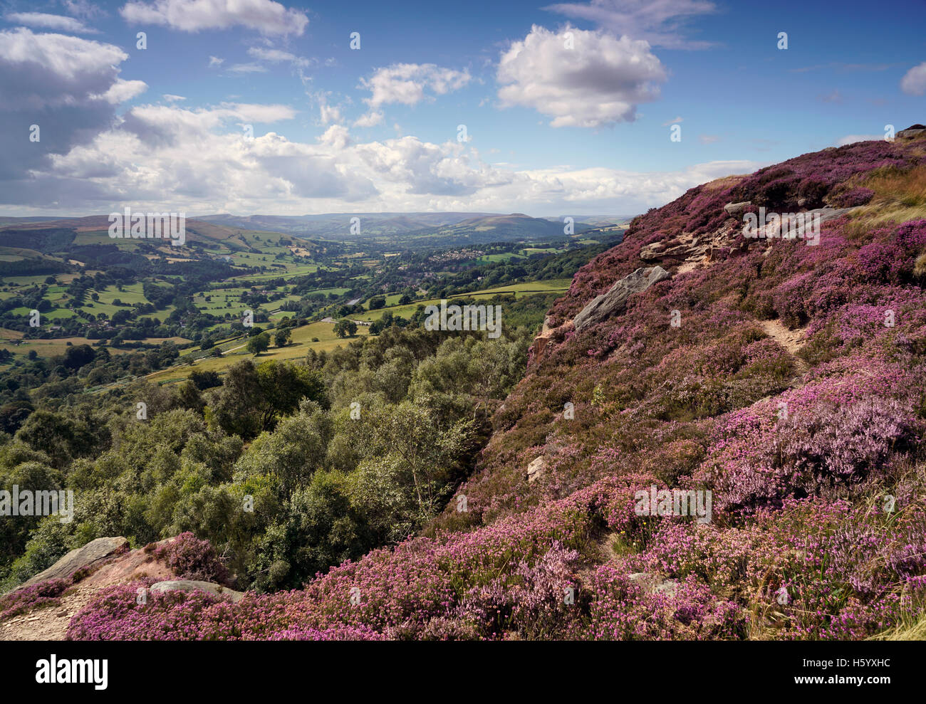 Purple heather in bloom Peak District Park Derbyshire England Stock ...