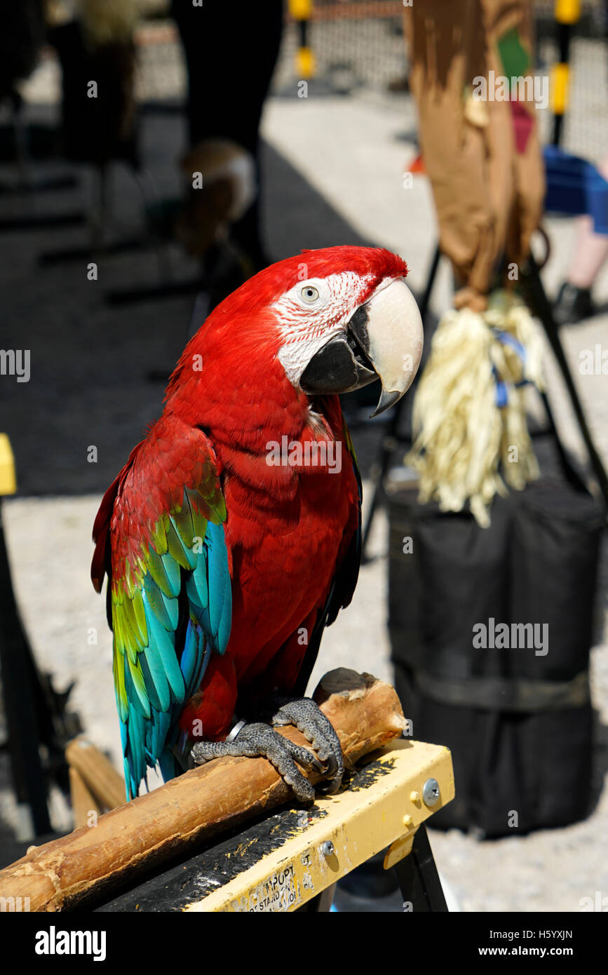 Trained parrot on display Derbyshire England Stock Photo - Alamy