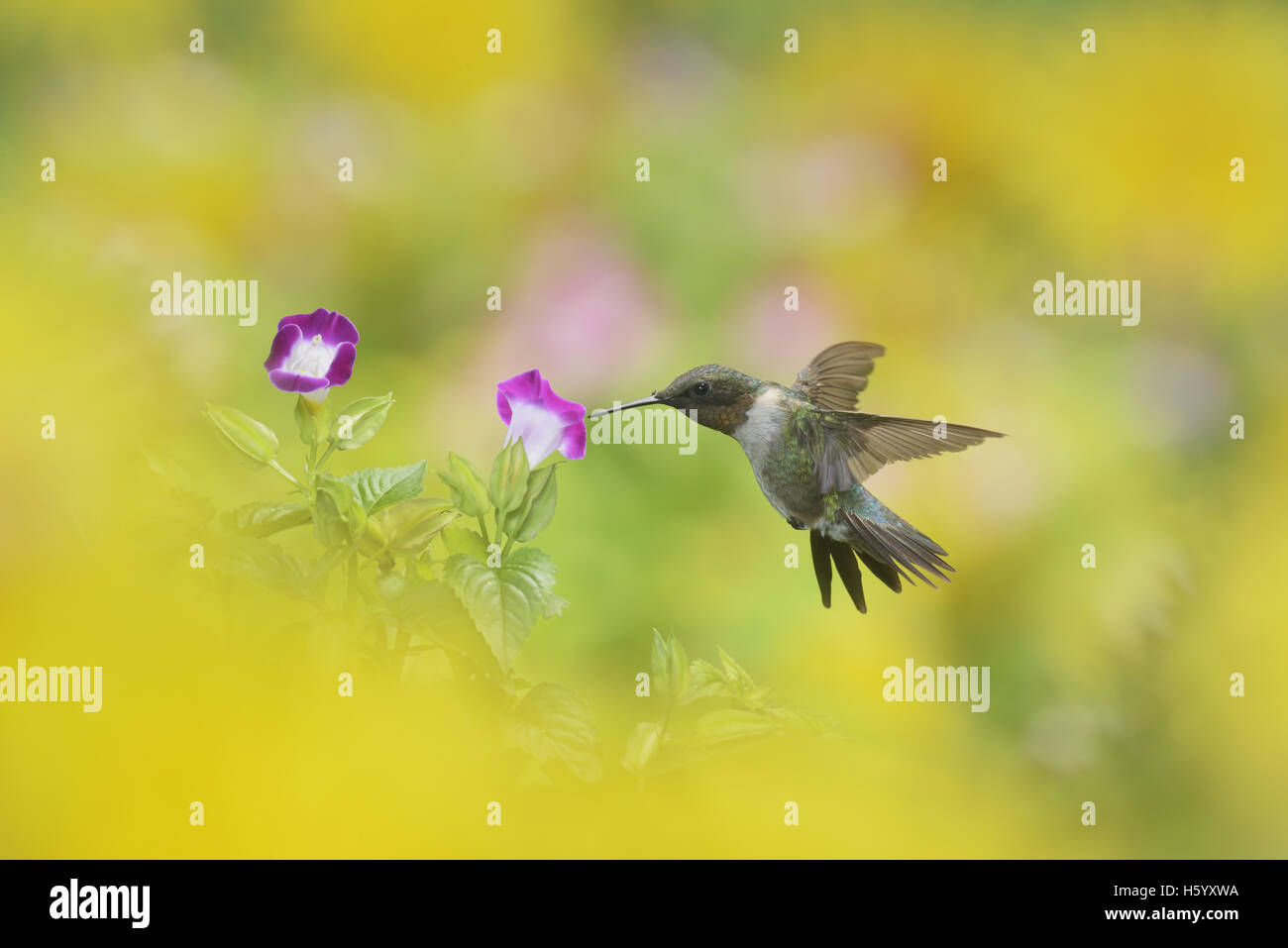 Ruby-throated Hummingbird (Archilochus colubris), male in flight ...
