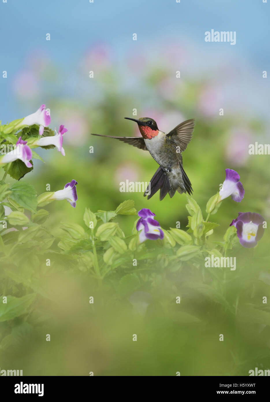 Ruby-throated Hummingbird (Archilochus colubris), male in flight ...