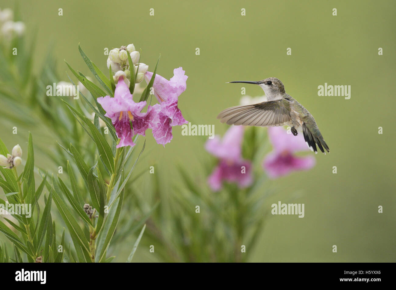 Ruby-throated Hummingbird (Archilochus colubris), female in flight ...
