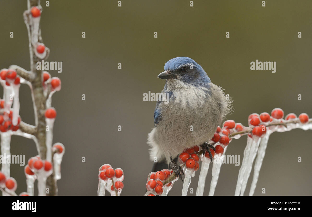 Male blue jay hi-res stock photography and images - Alamy