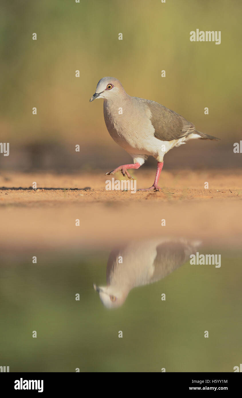 Valley of the doves hi-res stock photography and images - Alamy