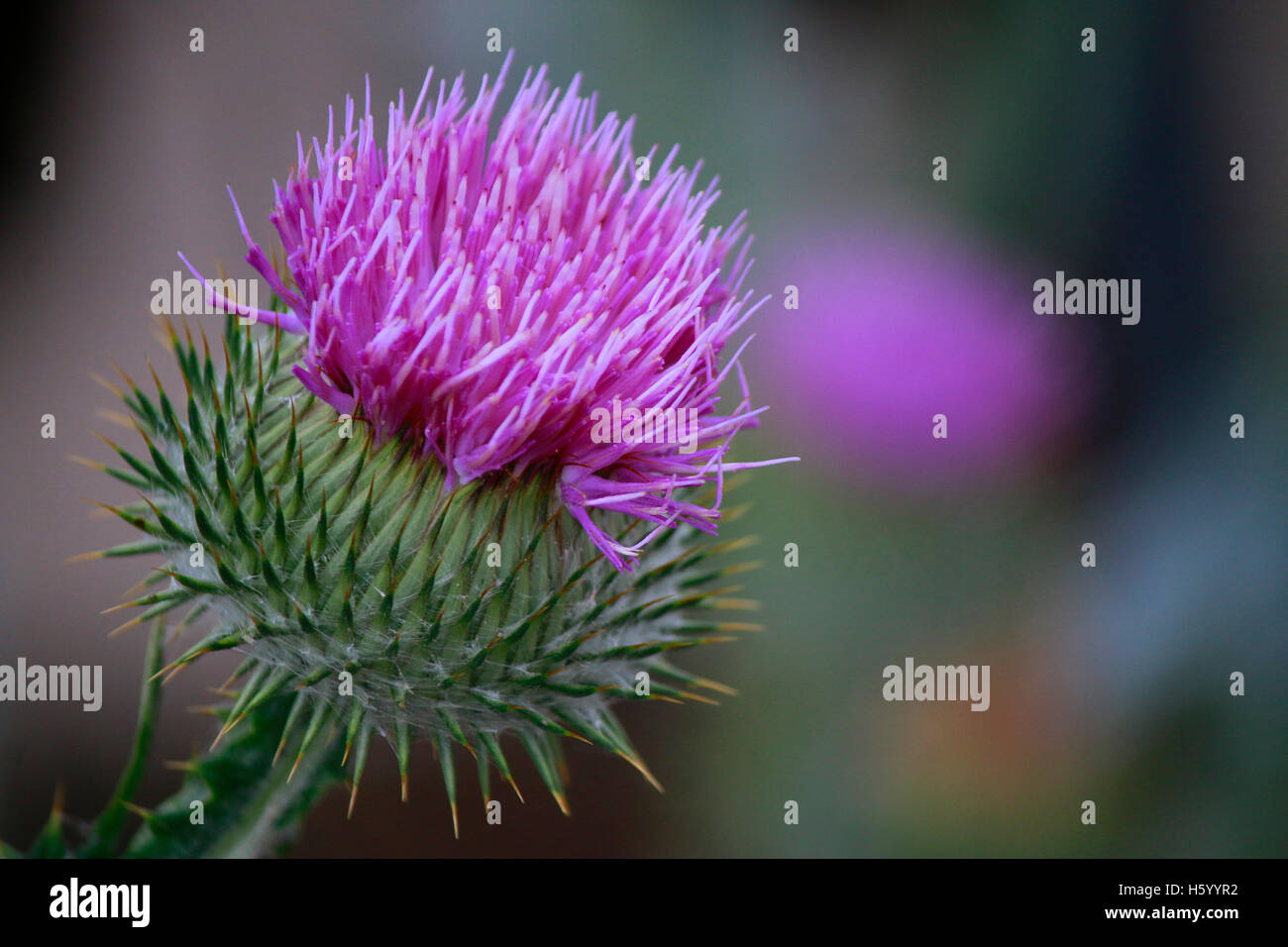 Distel hi-res stock photography and images - Alamy