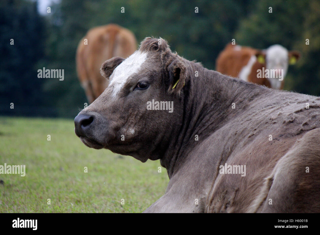 Schweiz cow hi-res stock photography and images - Alamy