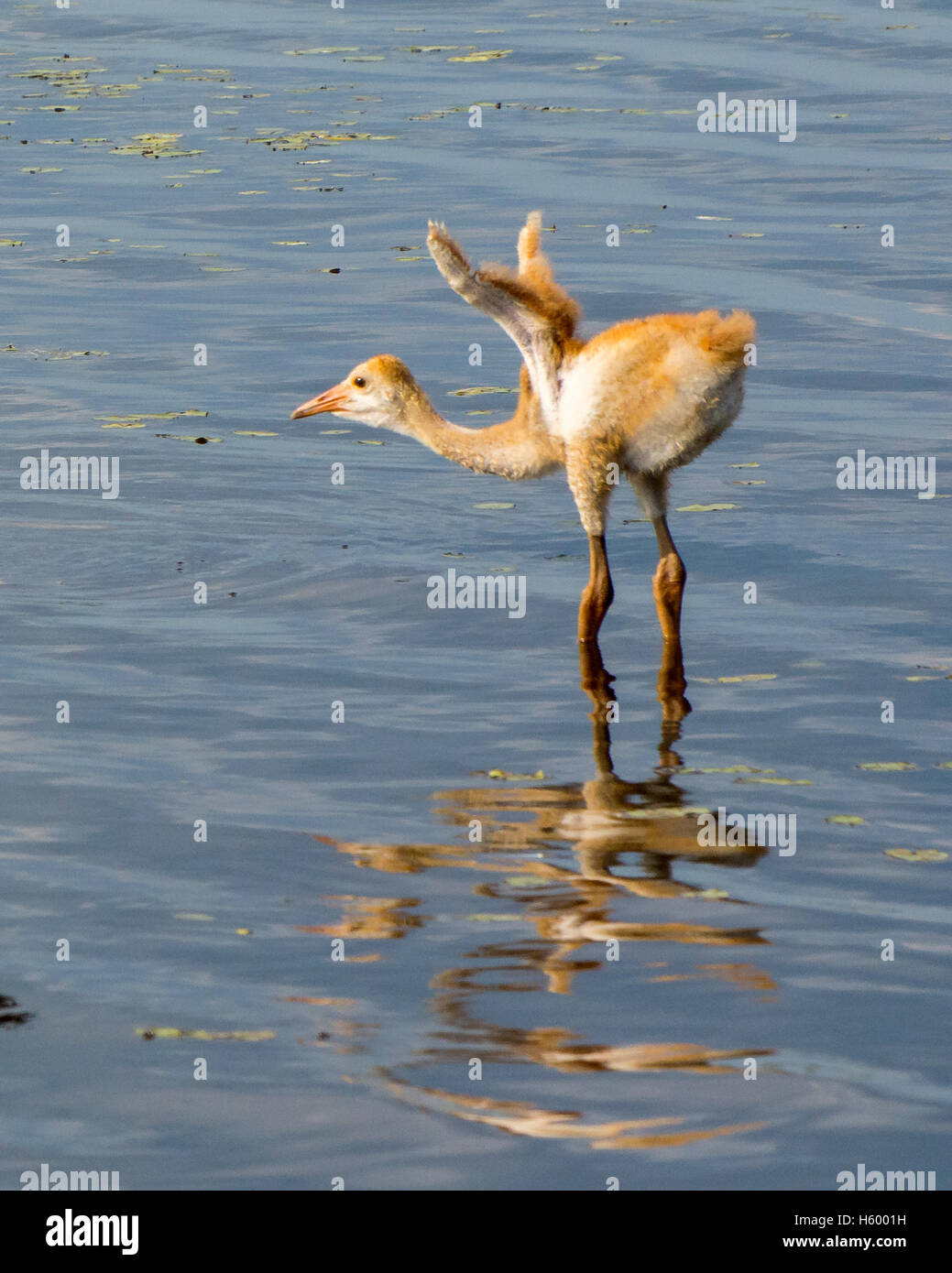 Crane chick hi-res stock photography and images - Alamy