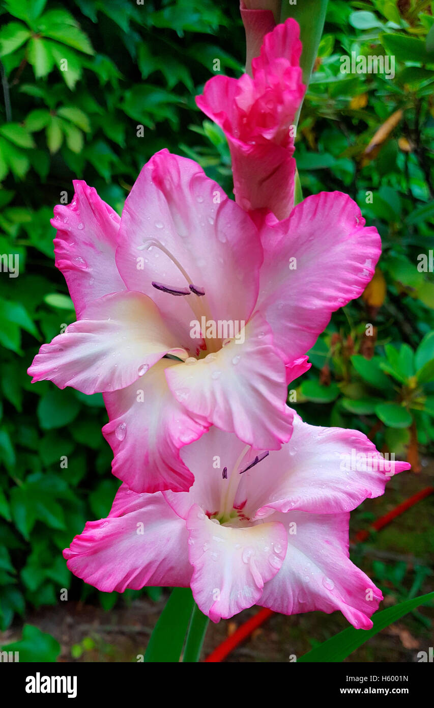 Shila hi-res stock photography and images - Alamy