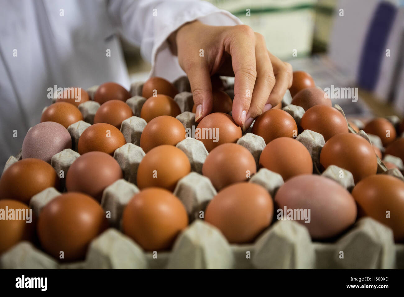 Poultry section hi-res stock photography and images - Alamy