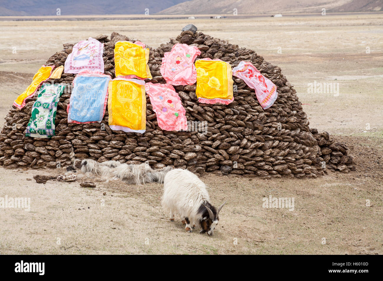 Washing Goat High Resolution Stock Photography and Images - Alamy