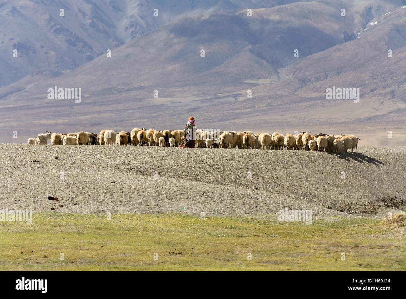 Tibetan man herding sheep. Tibet, China Stock Photo - Alamy
