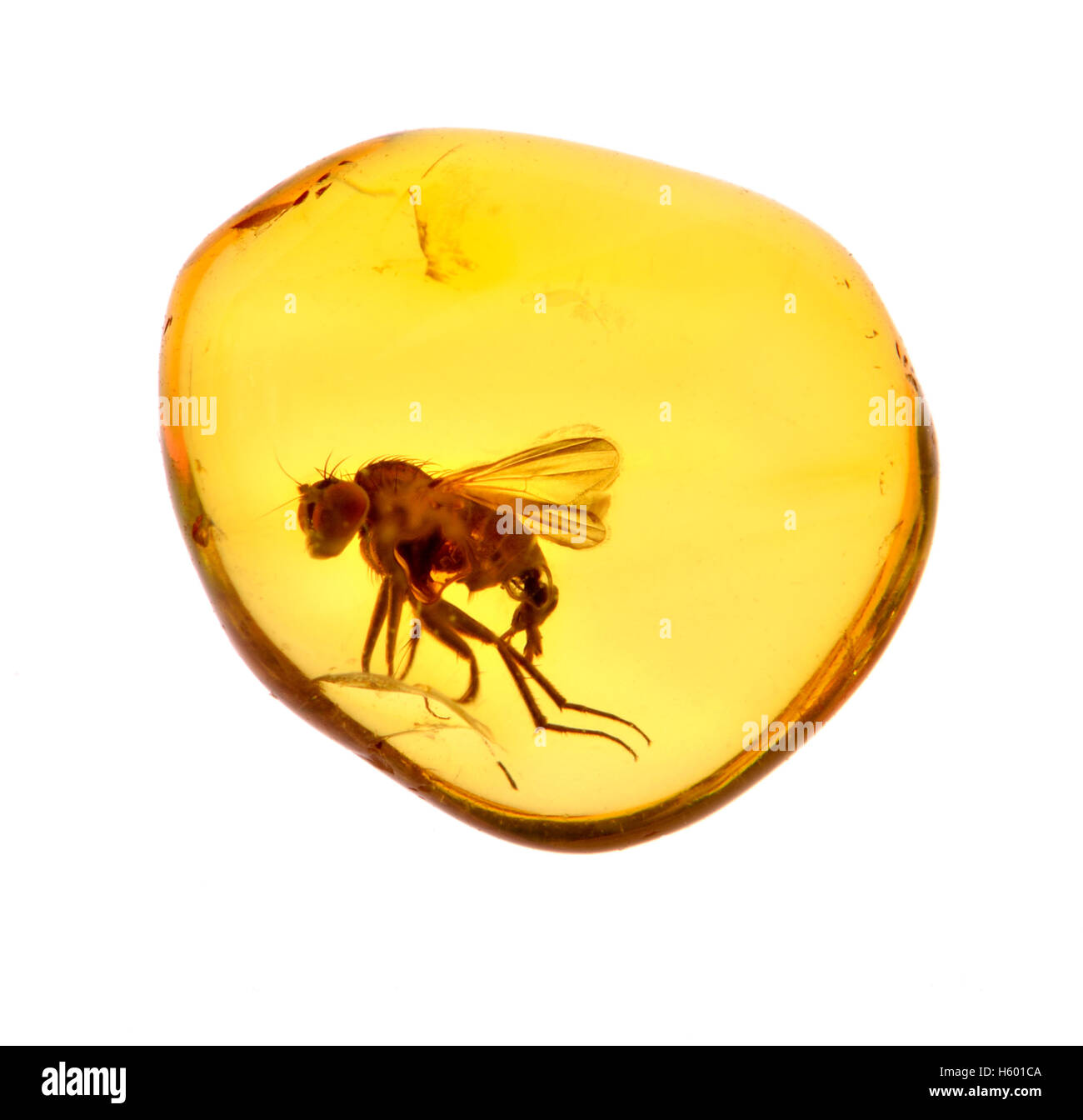 Prehistoric fly in Baltic amber Stock Photo - Alamy