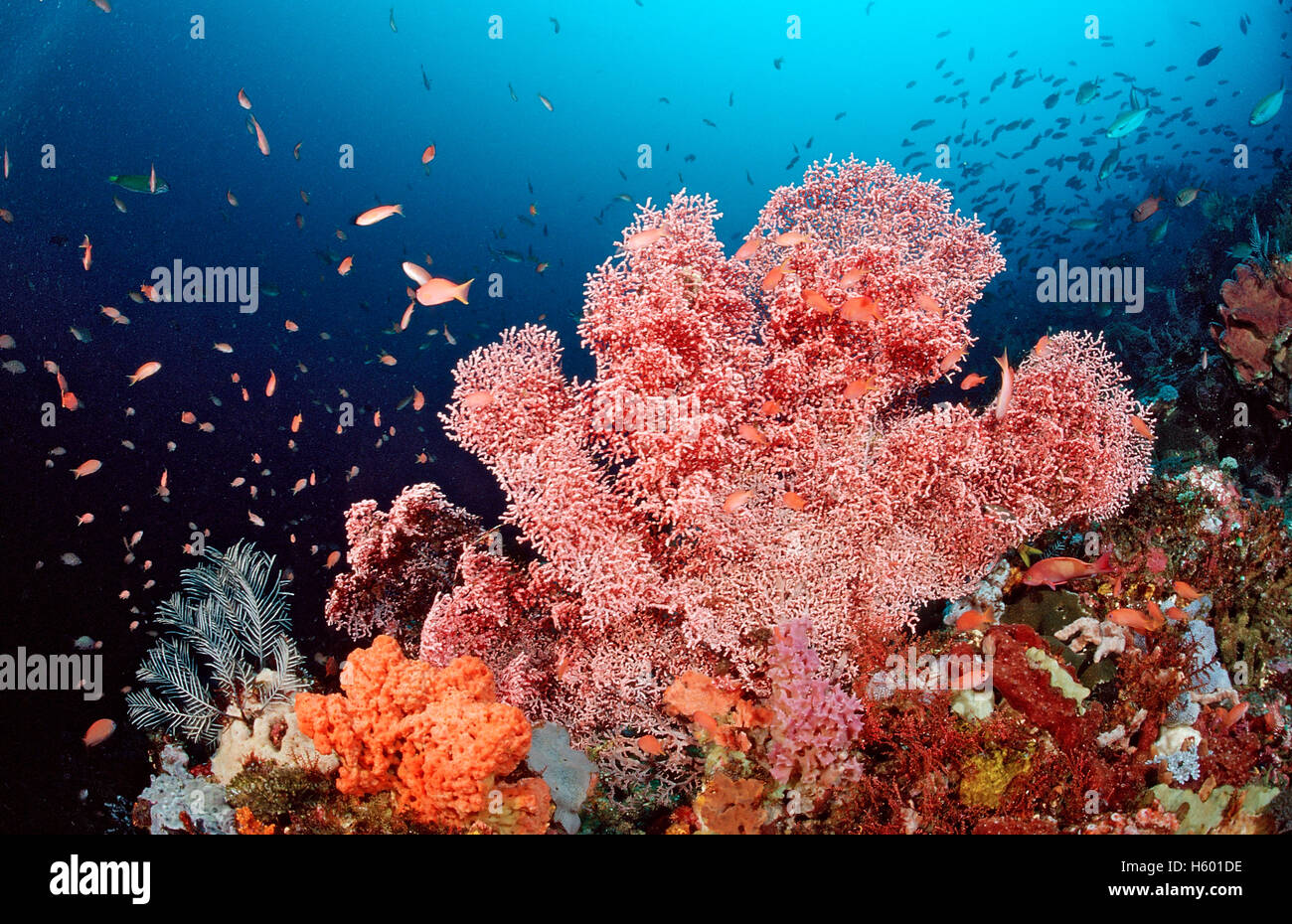 Colorful coral reef, Indian Ocean, Indonesia, Southeast Asia Stock ...