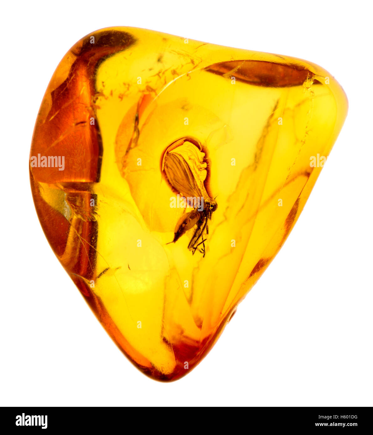 Prehistoric fly in Baltic amber from Lithuania Stock Photo - Alamy