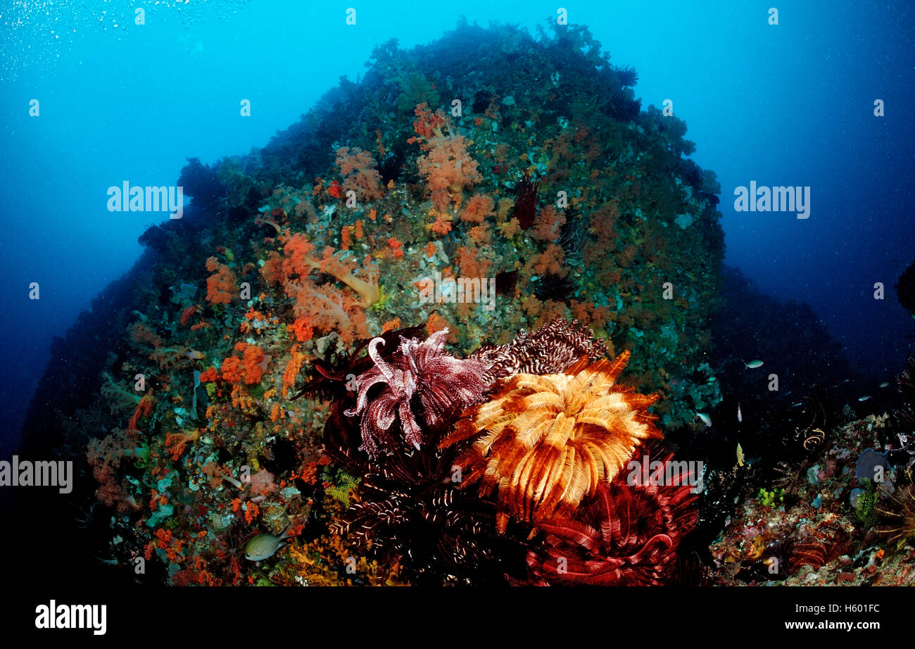 Coral with feather stars (Crinoidea), Komodo, Flores, Indonesia ...